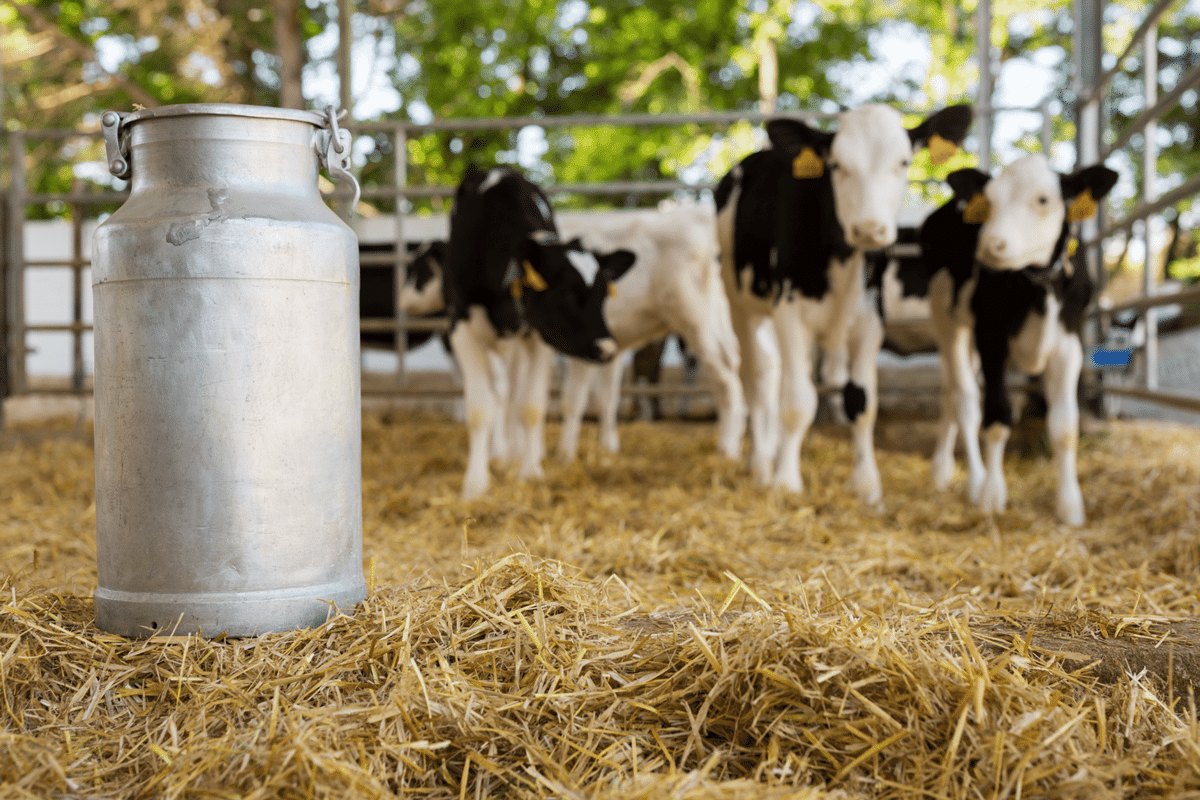 Milk & Dairy Production with a Cattle Cooling System | MicroCool