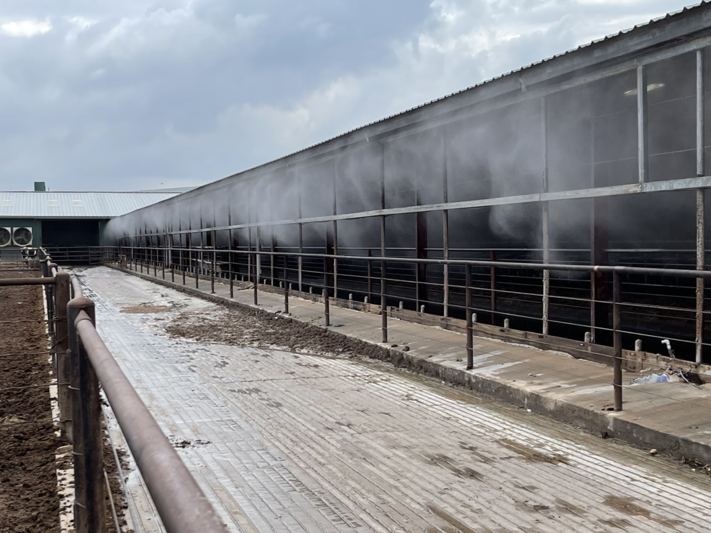 Milk & Dairy Production with a Cattle Cooling System | MicroCool