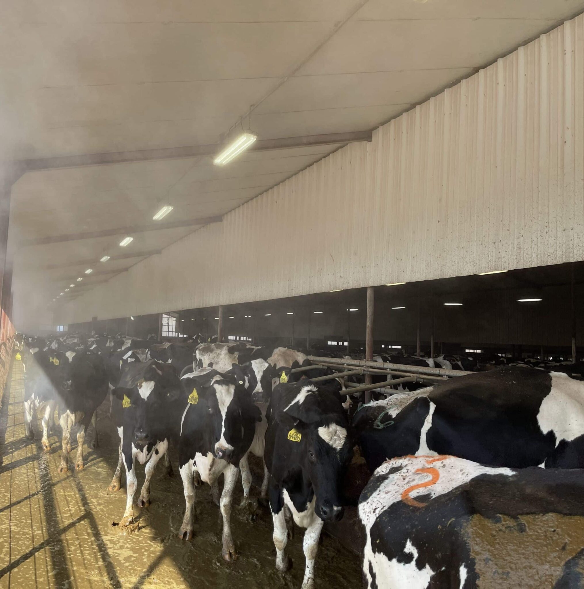 Dairy Cow and Cattle Cooling - Microcool
