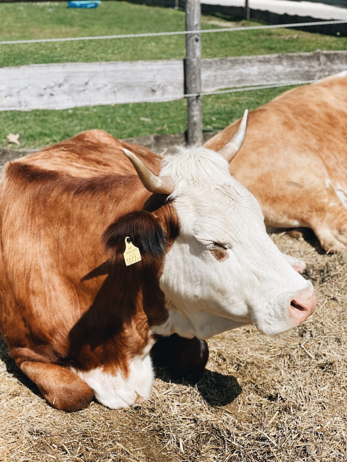 Dairy Cow and Cattle Cooling - Microcool