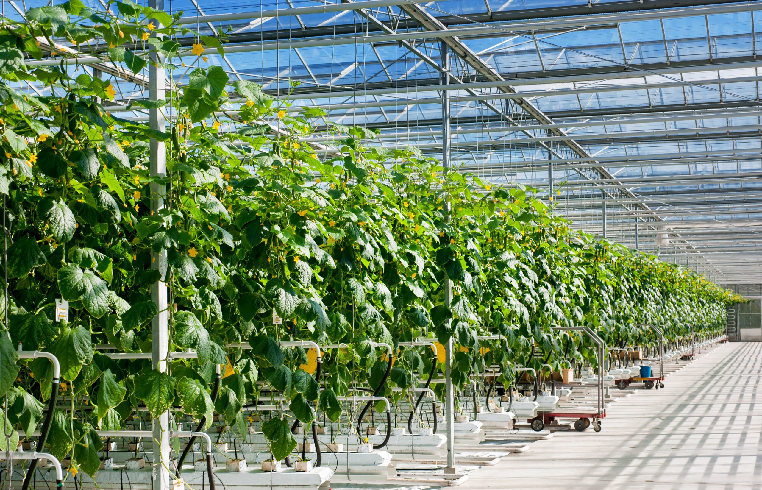 Greenhouse Cooling Fog System Guide: Setting the Foundation for High ...