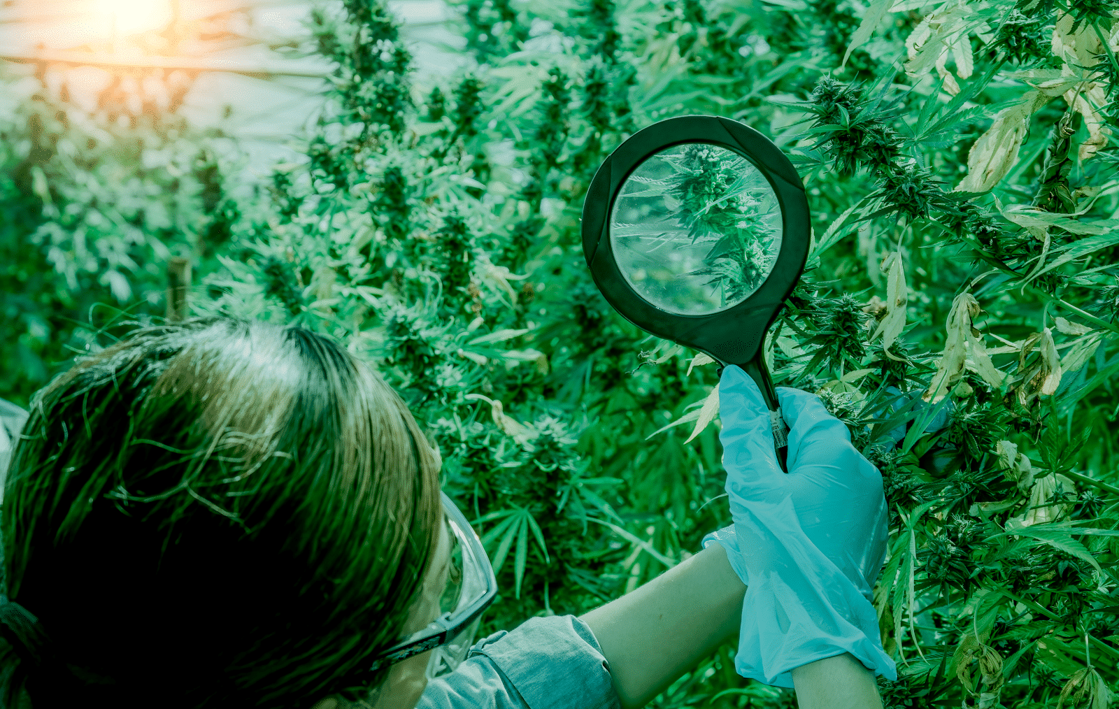 Efficient Odor Control For Cannabis: Preserve Air Quality And Minimize ...